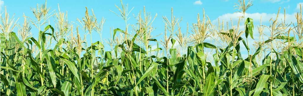 Seed Co Zimbabwe | Field Crops