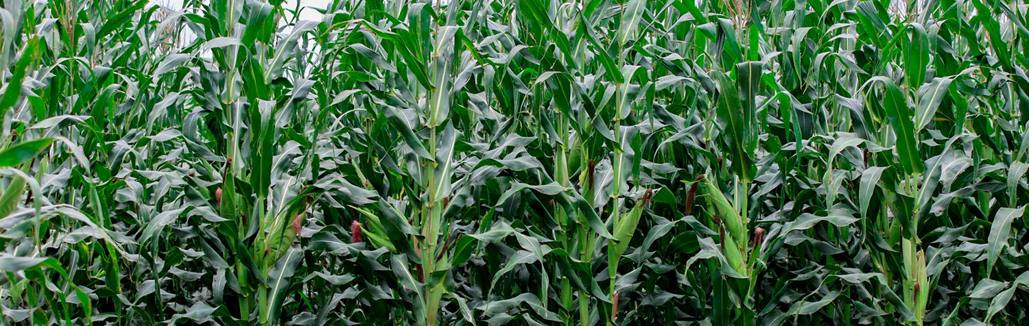 Seed Co Zimbabwe | Field Crops