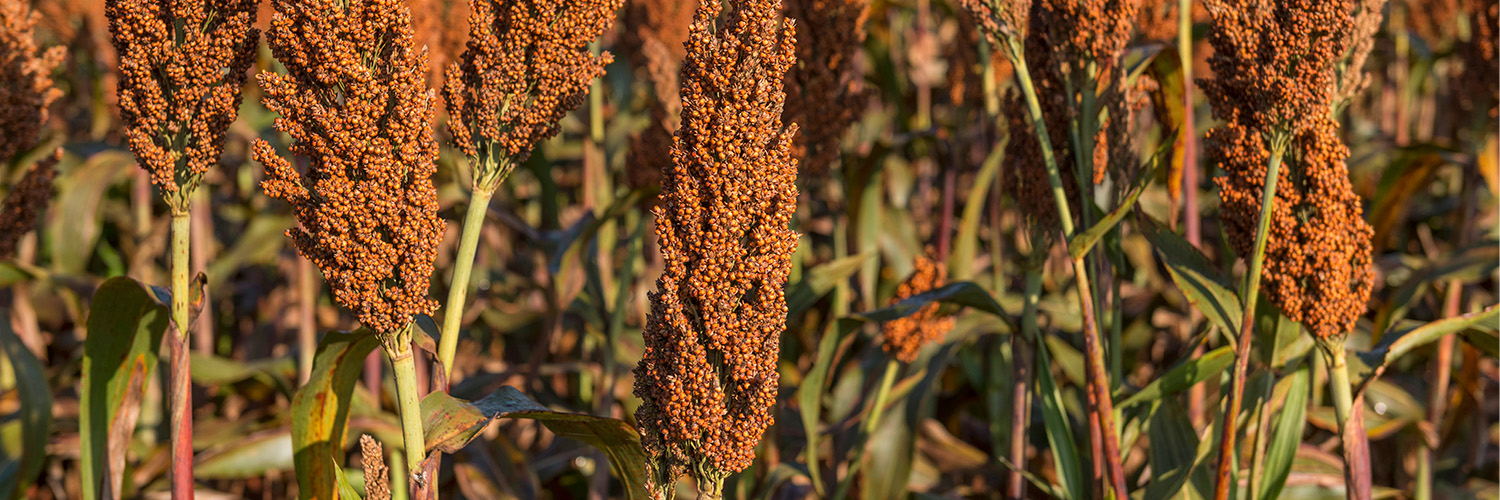 Seed Co Zimbabwe | Field Crops