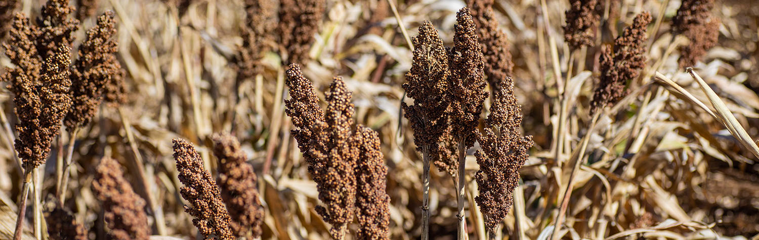 Seed Co Zimbabwe | Field Crops
