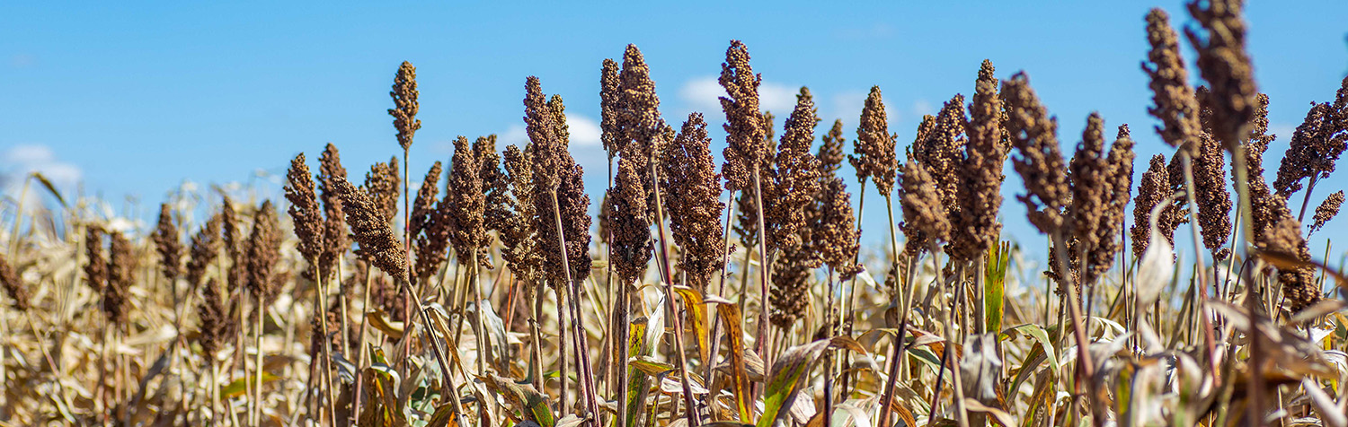 Seed Co Zimbabwe | Field Crops