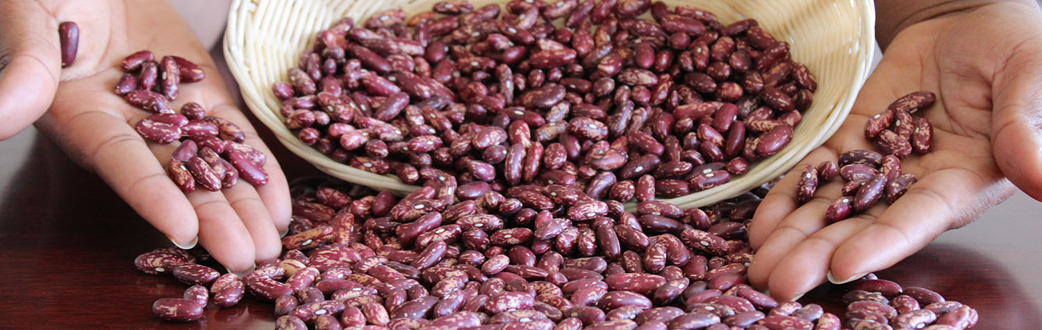 Seed Co Zimbabwe | Field Crops