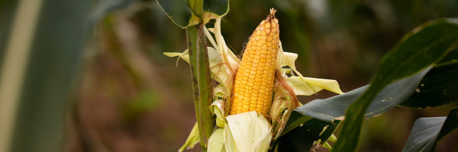 Seed Co Zimbabwe | Field Crops