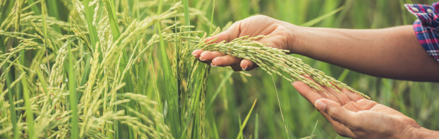 Seed Co Zimbabwe | Field Crops