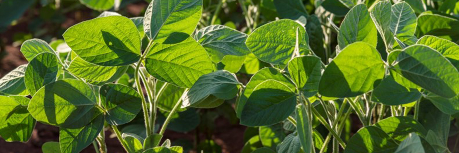 Seed Co Zimbabwe Field Crops seed-co-zimbabwe-field-crops