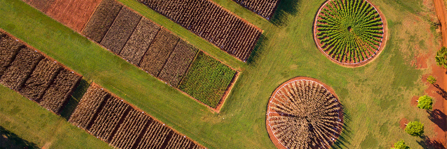 Seed Co Zimbabwe | Field Crops