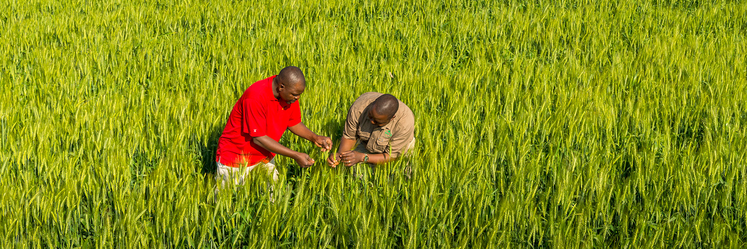 Seed Co Zimbabwe | Field Crops