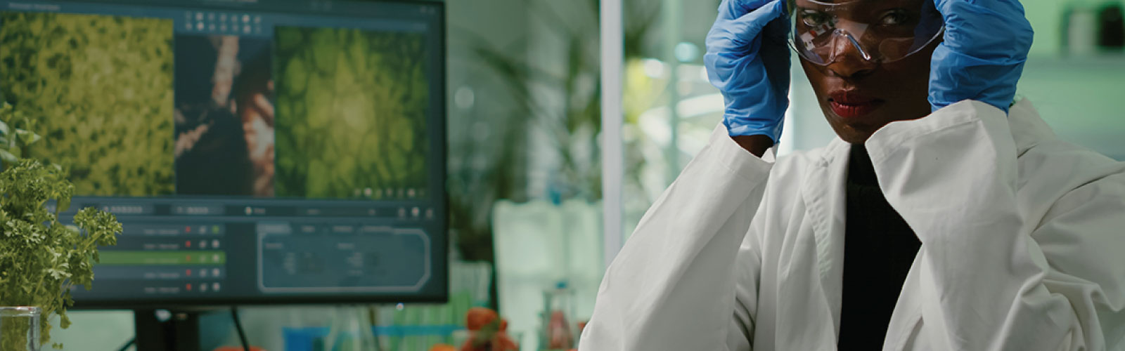 Seed Co Zimbabwe | Field Crops