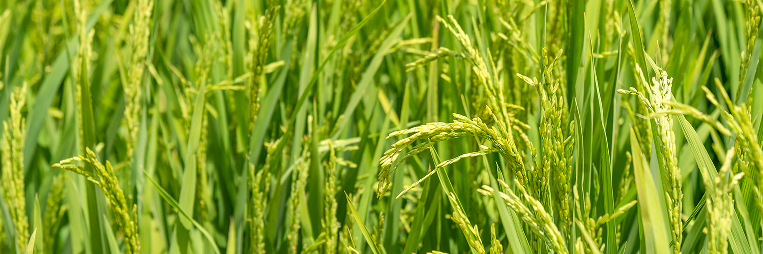 Seed Co Zimbabwe | Field Crops