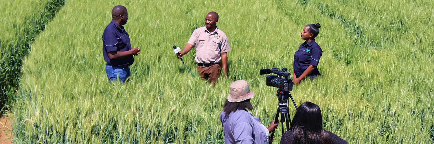 Seed Co Zimbabwe | Field Crops