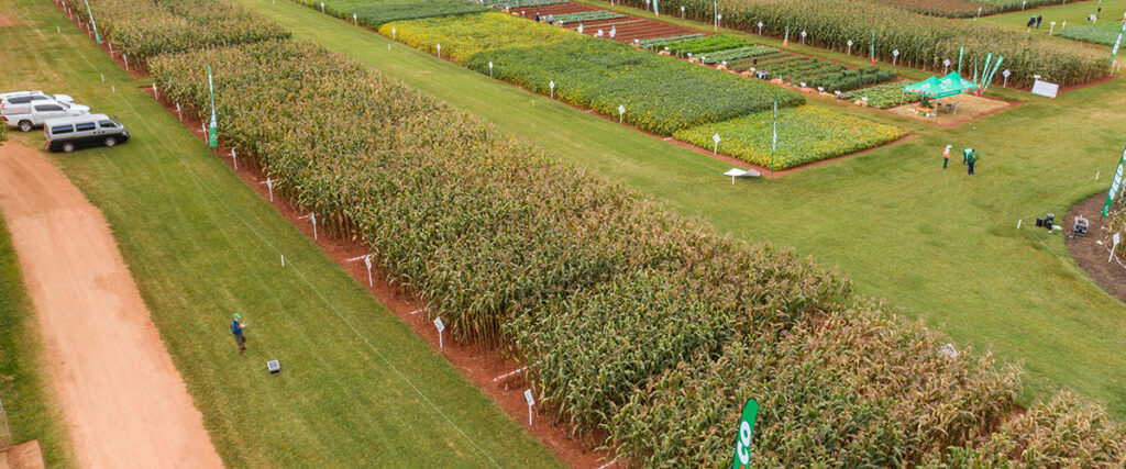 Seed Co Zimbabwe | Field Crops